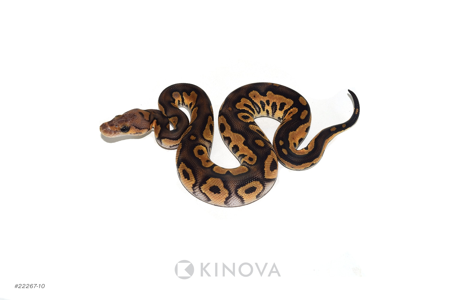 Black Pastel Clown Triple Het Hypo VPI Axanthic Desert Ghost 50% Het G ...