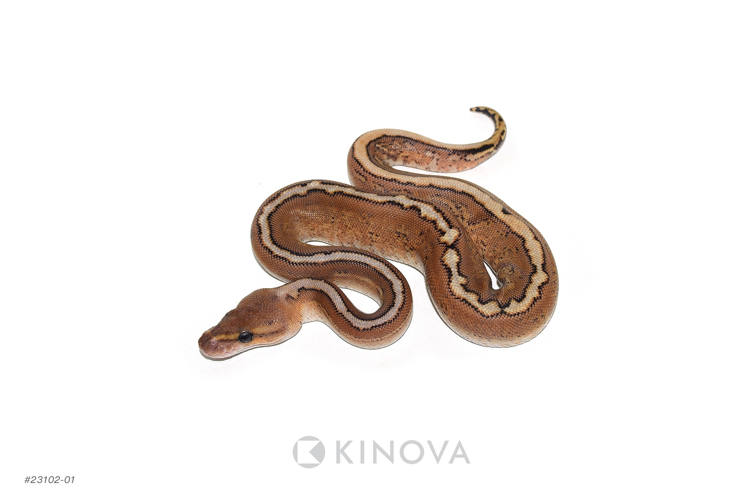 Black Pastel Cypress Spotnose Enchi Redstripe YB Het Clown Ball Python ...