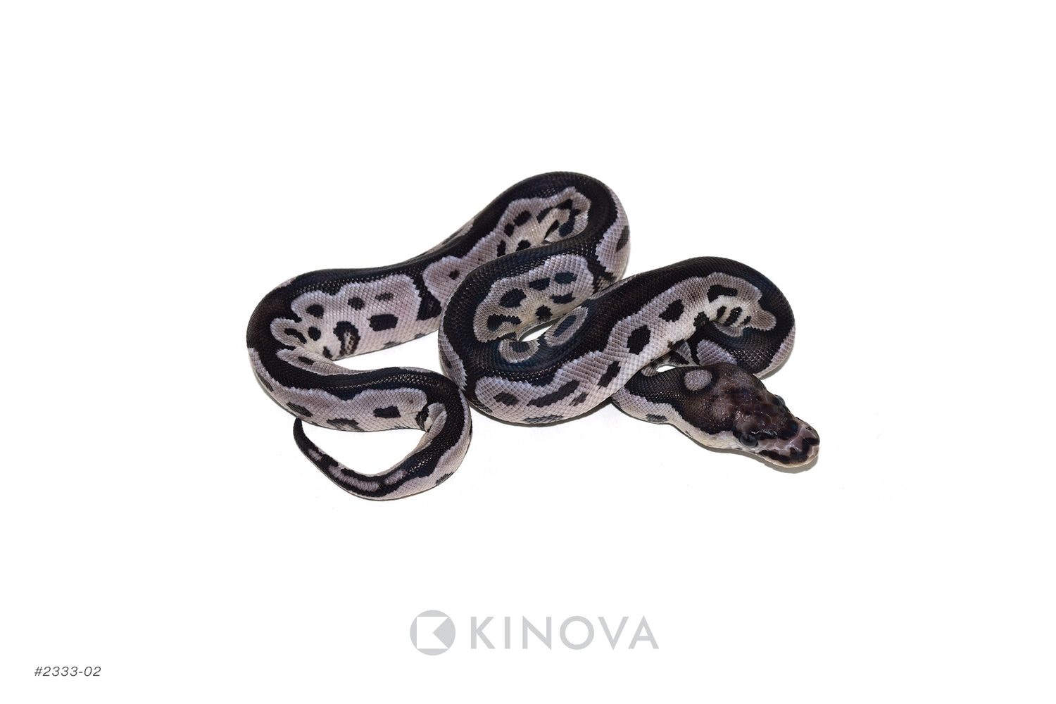 VPI Axanthic Clown Ball Python by KINOVA - MorphMarket