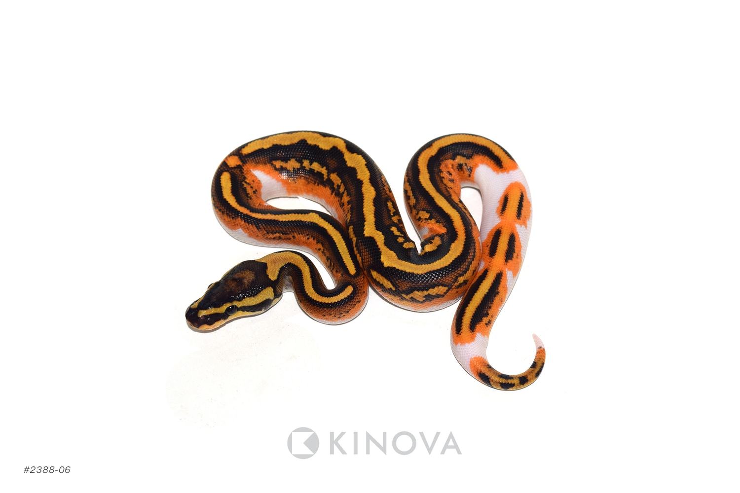 YB Pied Het Lavender Ball Python by KINOVA - MorphMarket