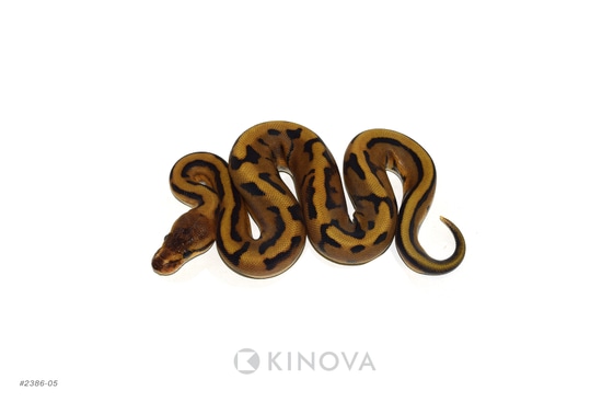 Confusion G-Stripe Dbl Het Het Desert Ghost Clown Ball Python by KINOVA