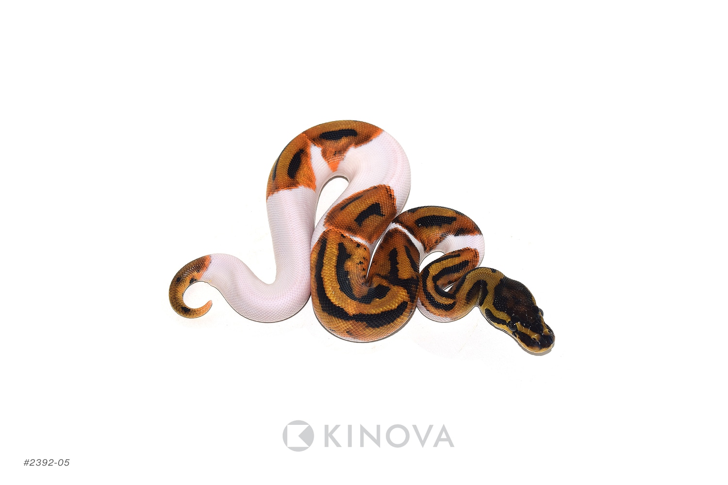 Pied Ball Python by KINOVA - MorphMarket