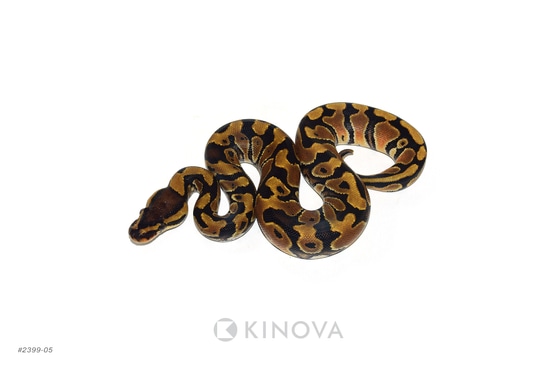 Jaguar Ball Python by KINOVA