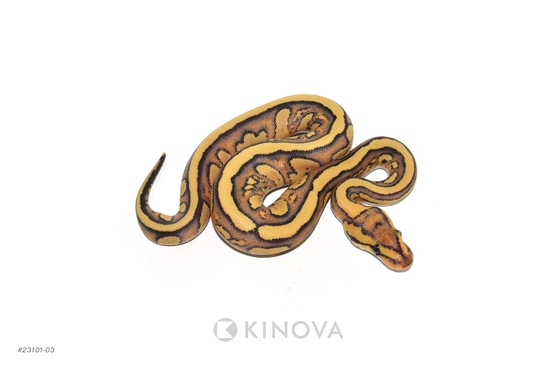 Fire Redstripe Hypo Desert Ghost Het Clown 50% Het G-Stripe Ball Python by KINOVA
