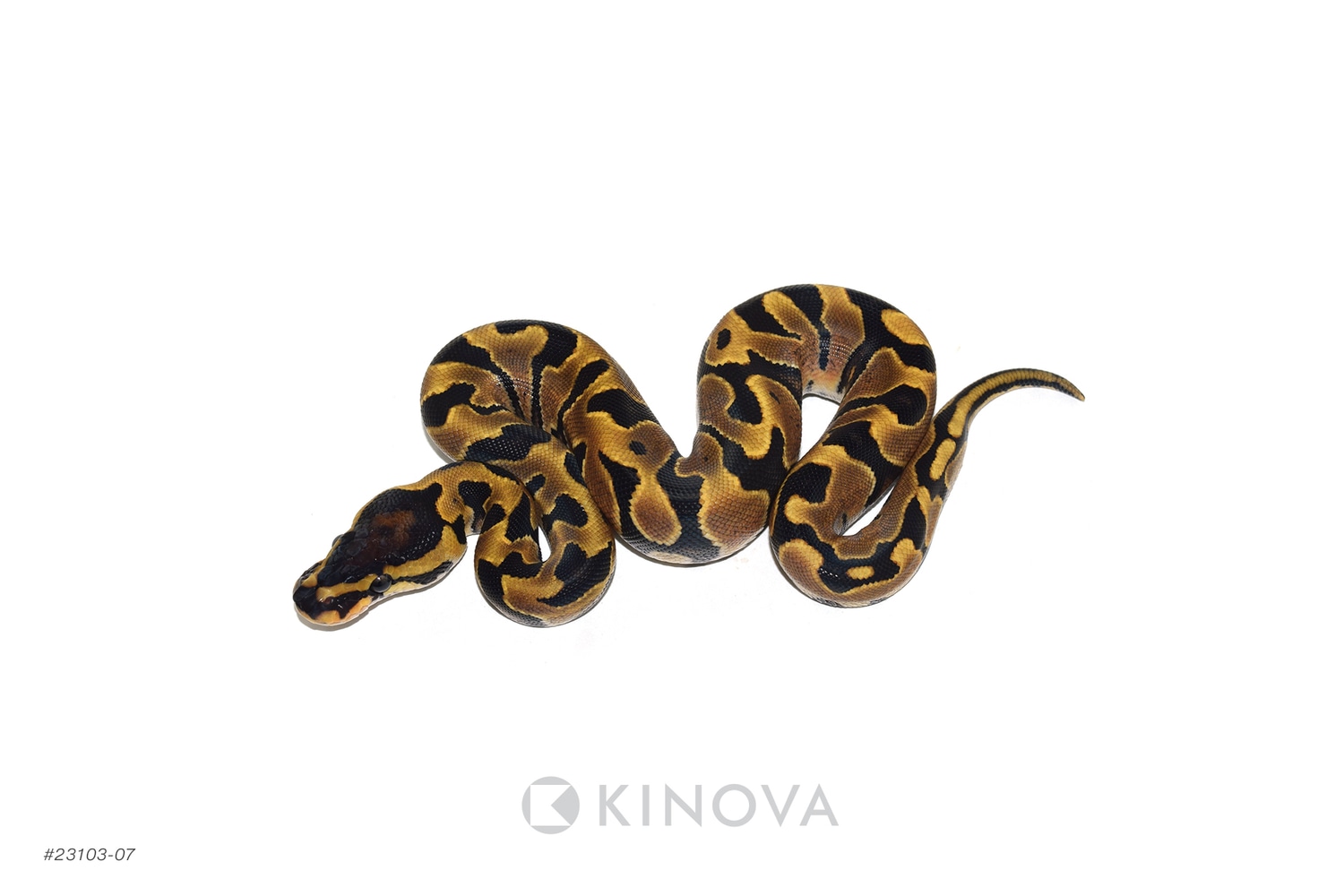 Jaguar Ball Python by KINOVA - MorphMarket