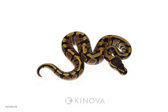 Jaguar Ball Python by KINOVA