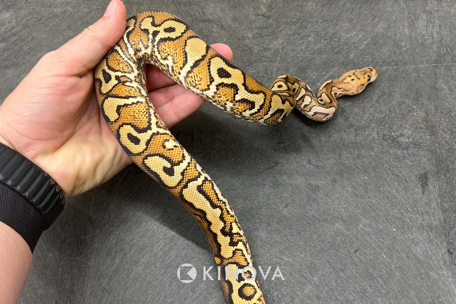 Pompeii (Black Pastel Spotnose Redstripe YB Clown) Ball Python by ...