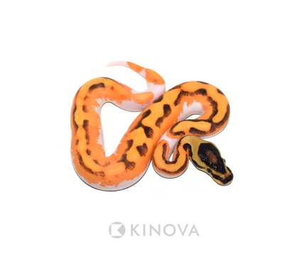 Hypo Desert Ghost Dbl Het Clown Pied Ball Python by KINOVA - MorphMarket