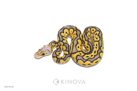 Pastel White Lace Clown Ball Python by KINOVA