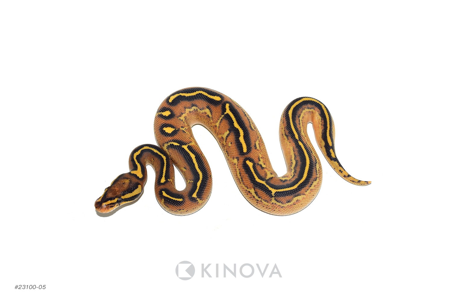 OD Freeway Dbl Het Clown Pied Ball Python by KINOVA - MorphMarket