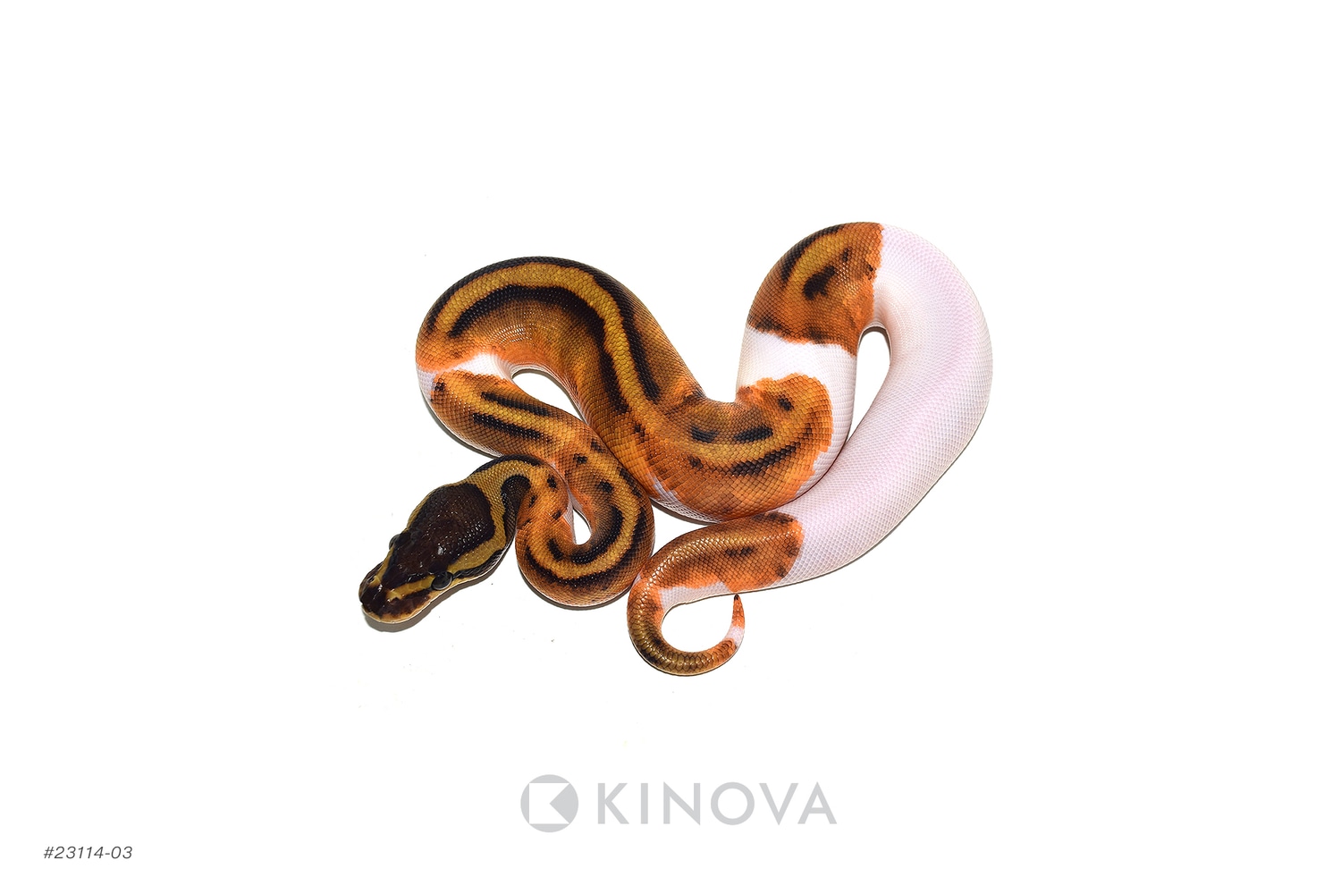 Mahogany Pied Het Clown Ball Python by KINOVA - MorphMarket