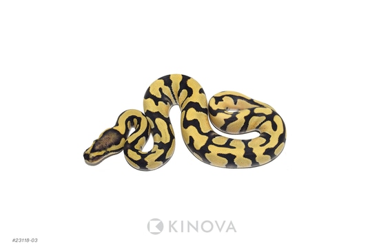 Enchi Desert Ghost Dbl Het VPI Axanthic Clown Ball Python by KINOVA
