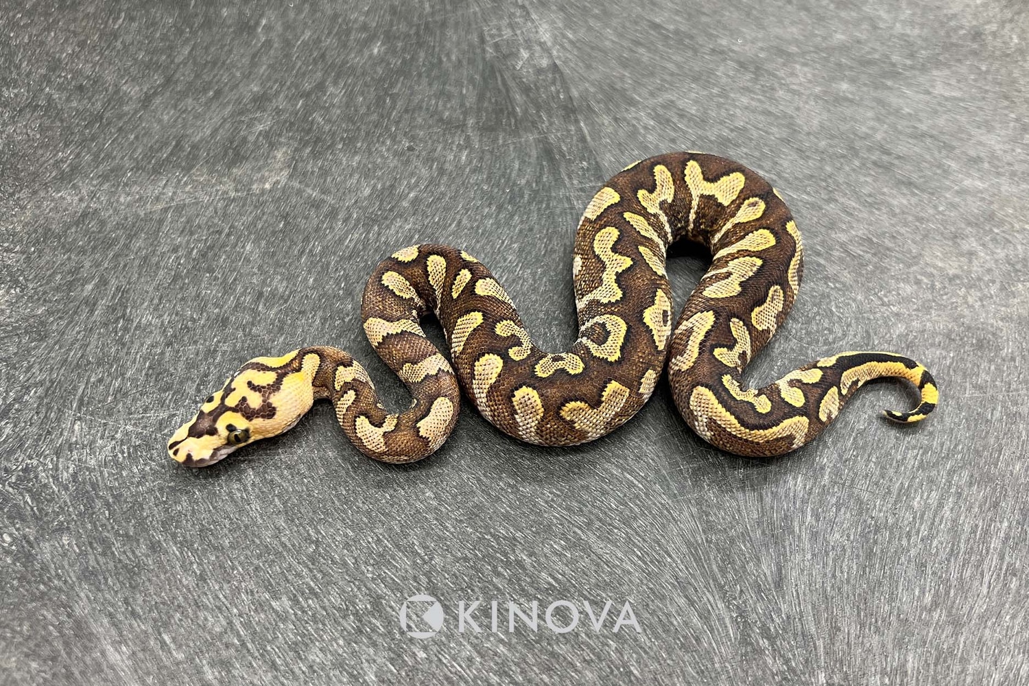 Enchi Spotnose YB Super GHI Clown Het Hypo (Possible Redstripe) Ball ...