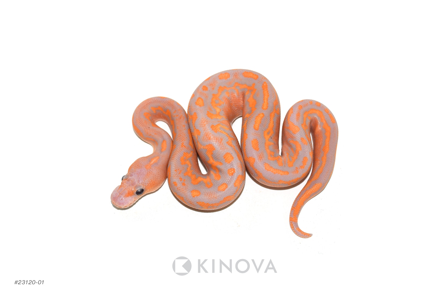 Wookie Spotnose Redstripe YB Coral Glow Clown Ball Python by KINOVA ...