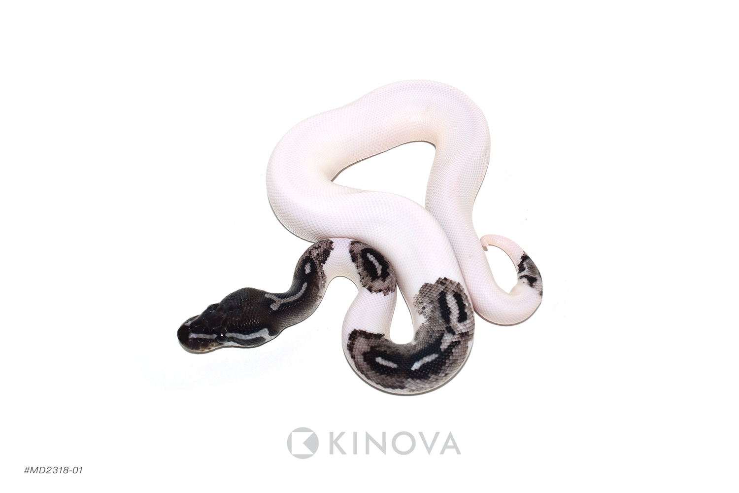 Hurricane YB MJ Axanthic Pied Ball Python by KINOVA - MorphMarket