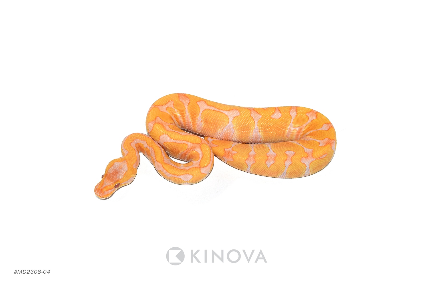 Enchi Lavender Het Pied Ball Python by KINOVA - MorphMarket