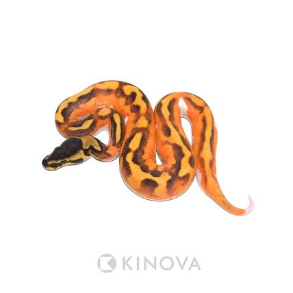 Pompeii - Black Pastel Redstripe YB Spotnose Clown Ball Python by ...