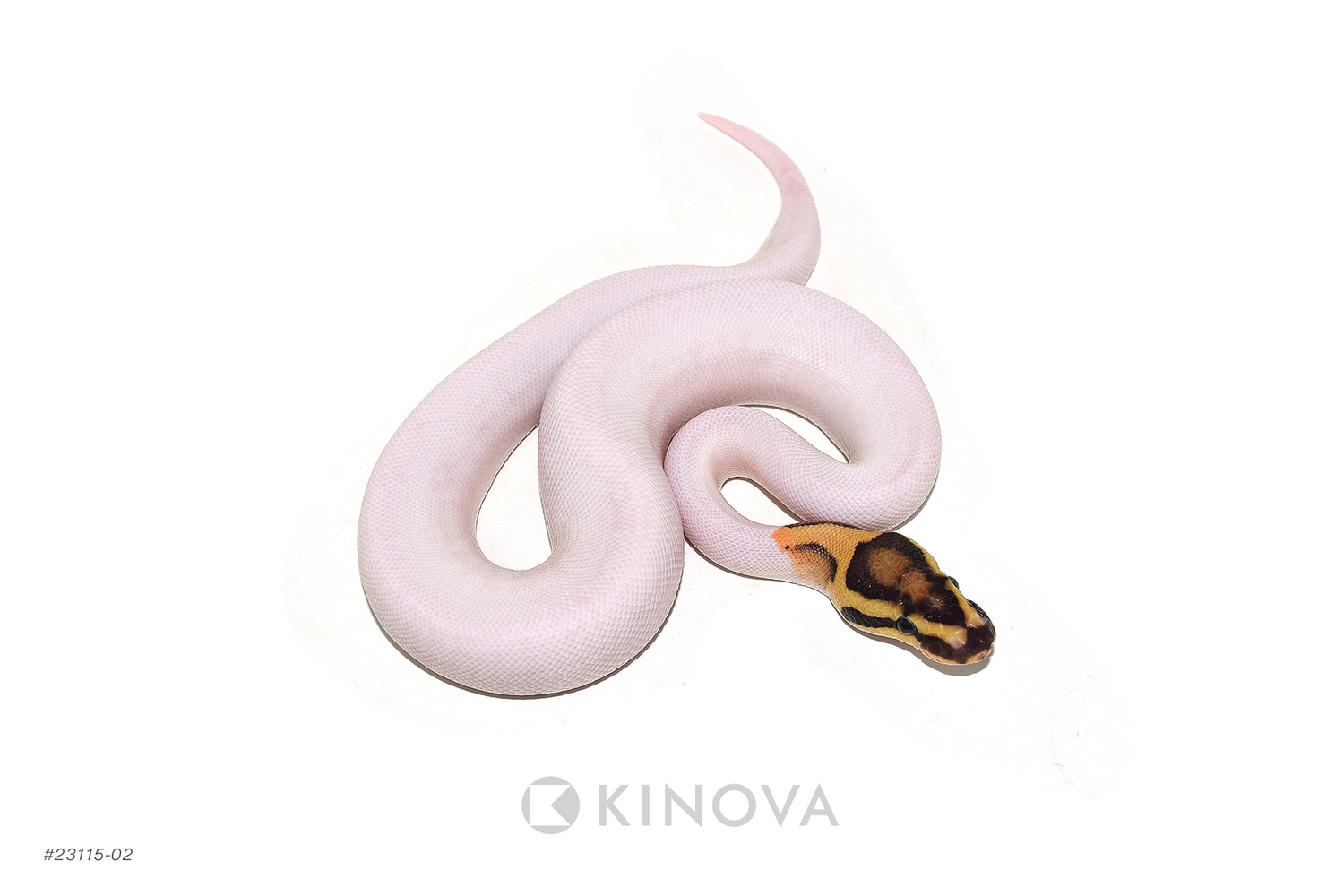 OD Fire Pied Triple Het Hypo Het DG Het Clown (Possible YB) Ball Python ...
