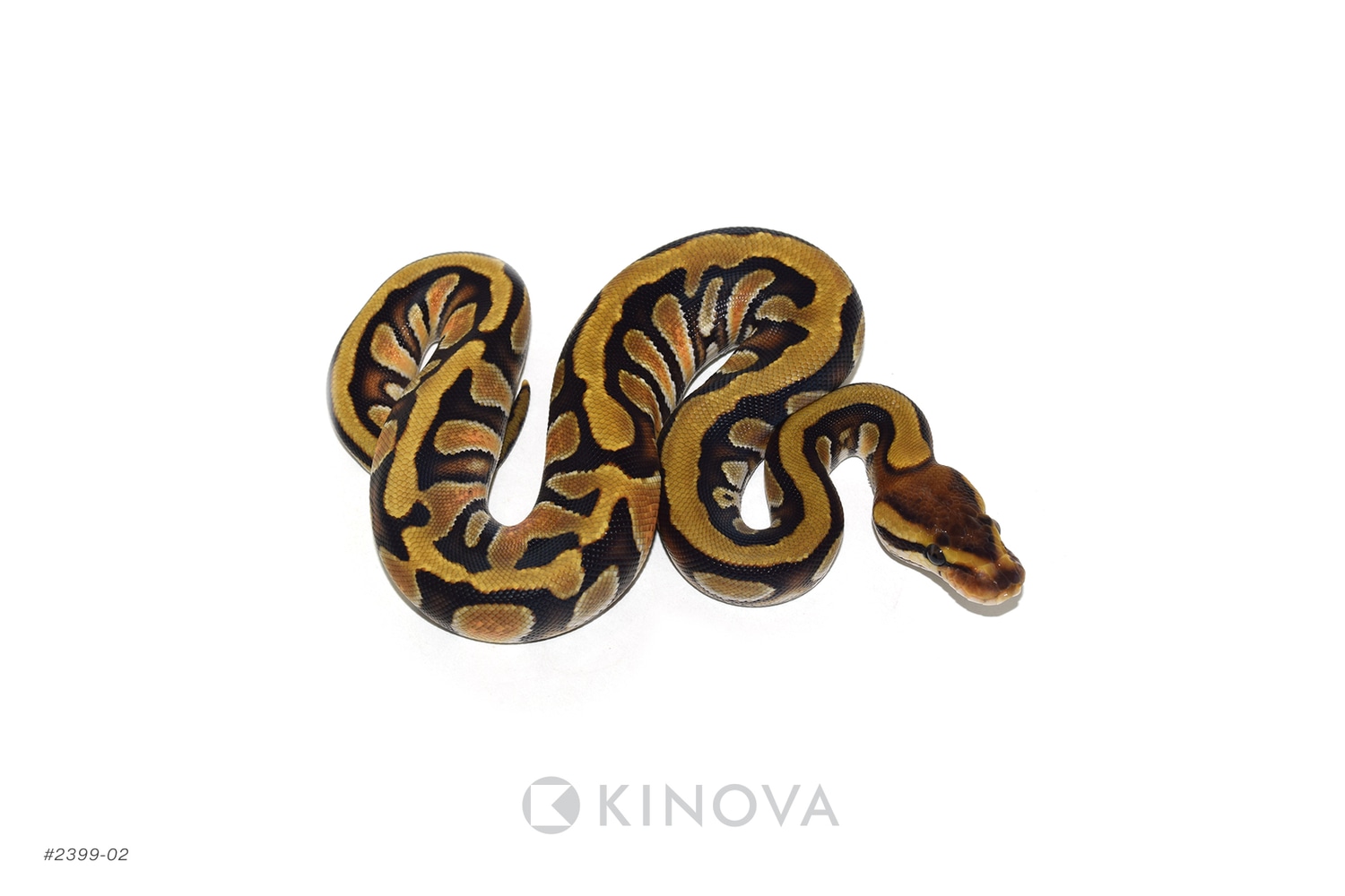 Enchi Cypress Ball Python by KINOVA - MorphMarket