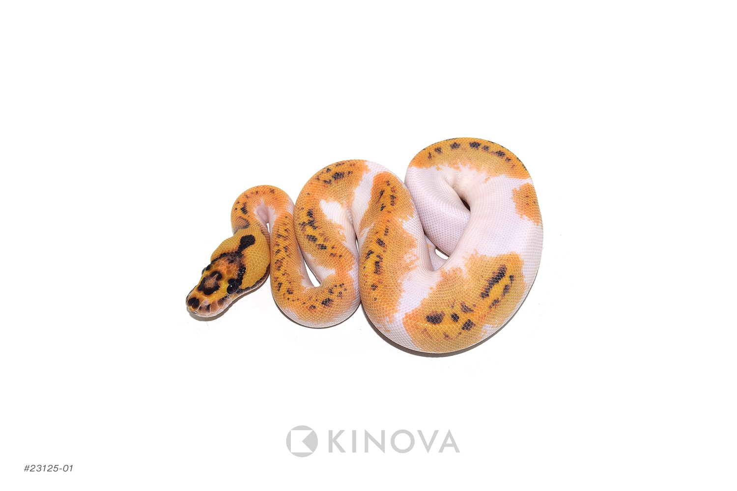 Freeway Clown Pied Ball Python by KINOVA - MorphMarket