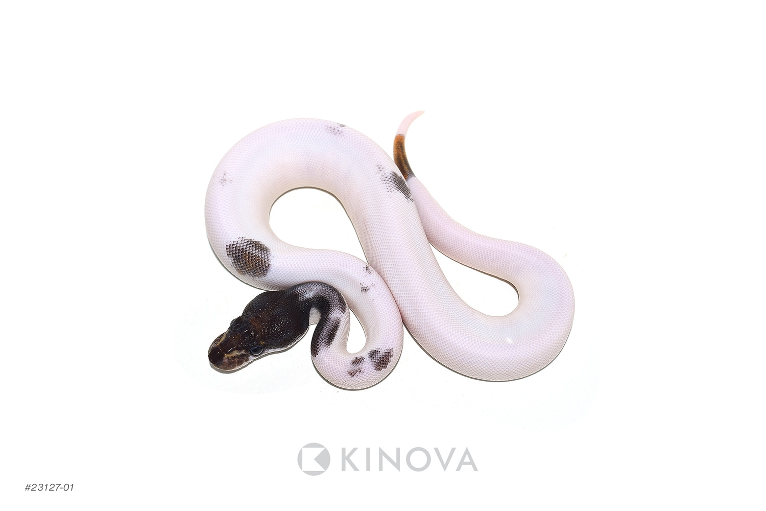 Blackhead Leopard Pied Het Clown (Possible Super Blackhead Mojave) Ball ...