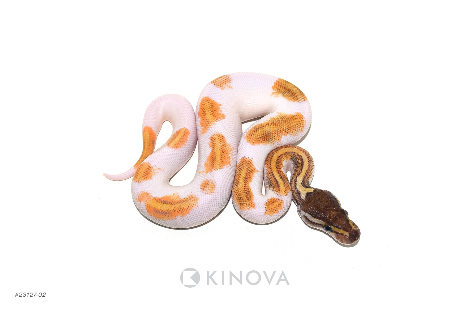 Enchi YB Mojave Pied Het Clown (Possible Blackhead) Ball Python by ...