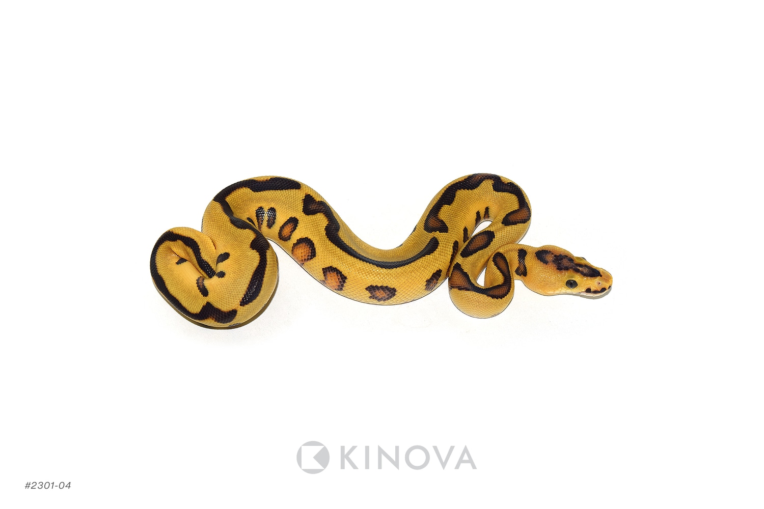 Enchi Redstripe Leopard YB Clown Het Desert Ghost 50% Het G-Stripe ...