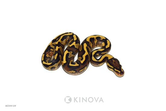 Fire YB Quad Het Hypo Desert Ghost G-Stripe Clown Ball Python by KINOVA