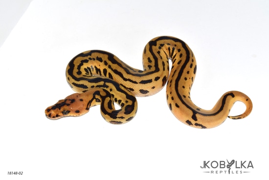 YB Batman Ball Python by KINOVA