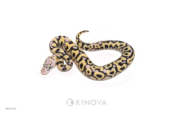 Pastel Spotnose YB Desert Ghost Crypton 50% Het Hypo Ball Python by KINOVA
