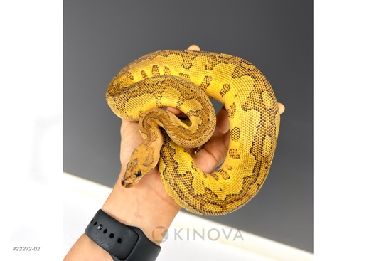 Redstripe YB Fire Clown Ball Python by KINOVA