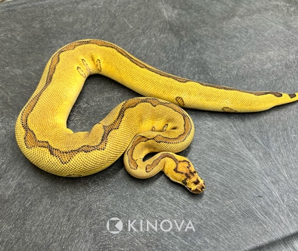 Grail Ball Python by KINOVA - MorphMarket