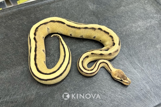 Desert Ghost G-Stripe Ball Python by KINOVA