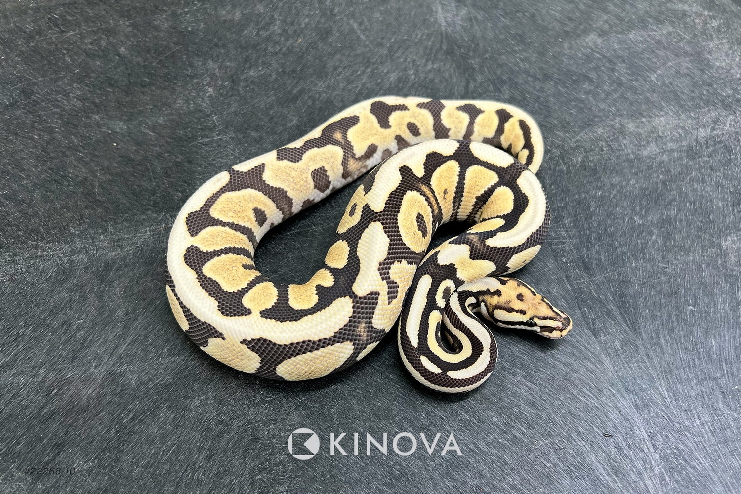 Fire Spotnose Desert Ghost Het G-Stripe Het Cryptic Ball Python by ...