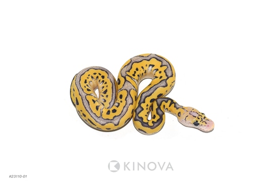Pastel YB White Lace Clown Ball Python by KINOVA