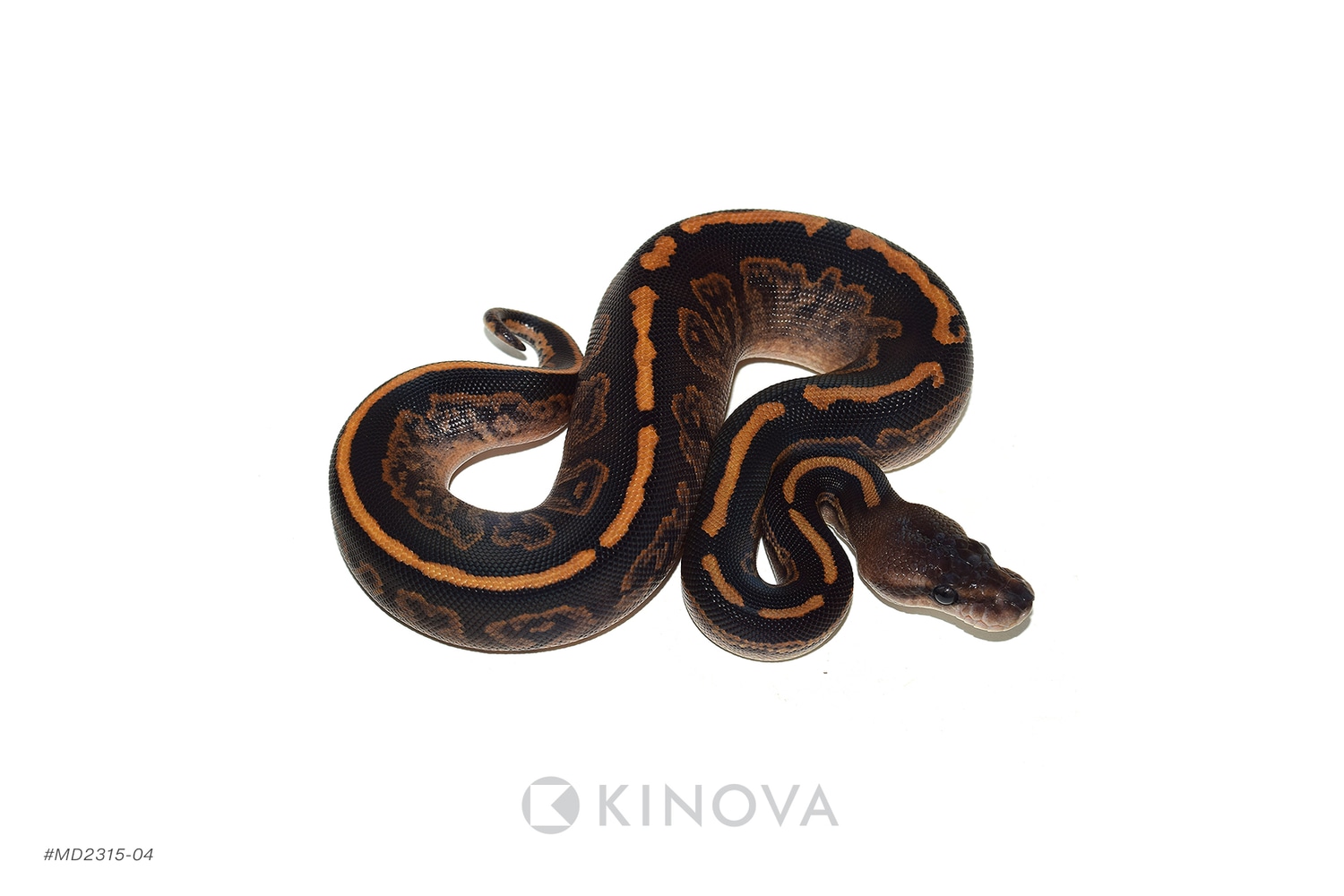 Black Pastel Mahogany YB Het Pied Ball Python by KINOVA - MorphMarket
