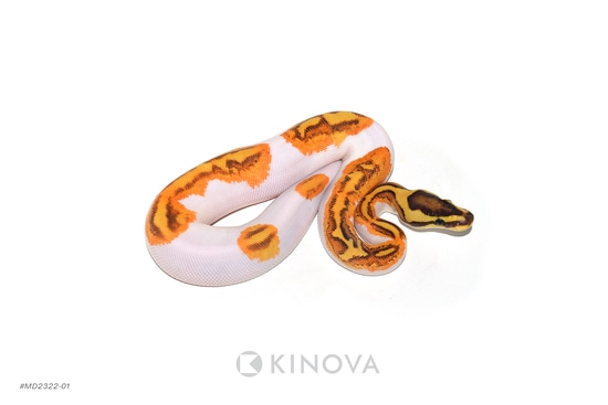 Enchi YB Fire Pied Ball Python by KINOVA