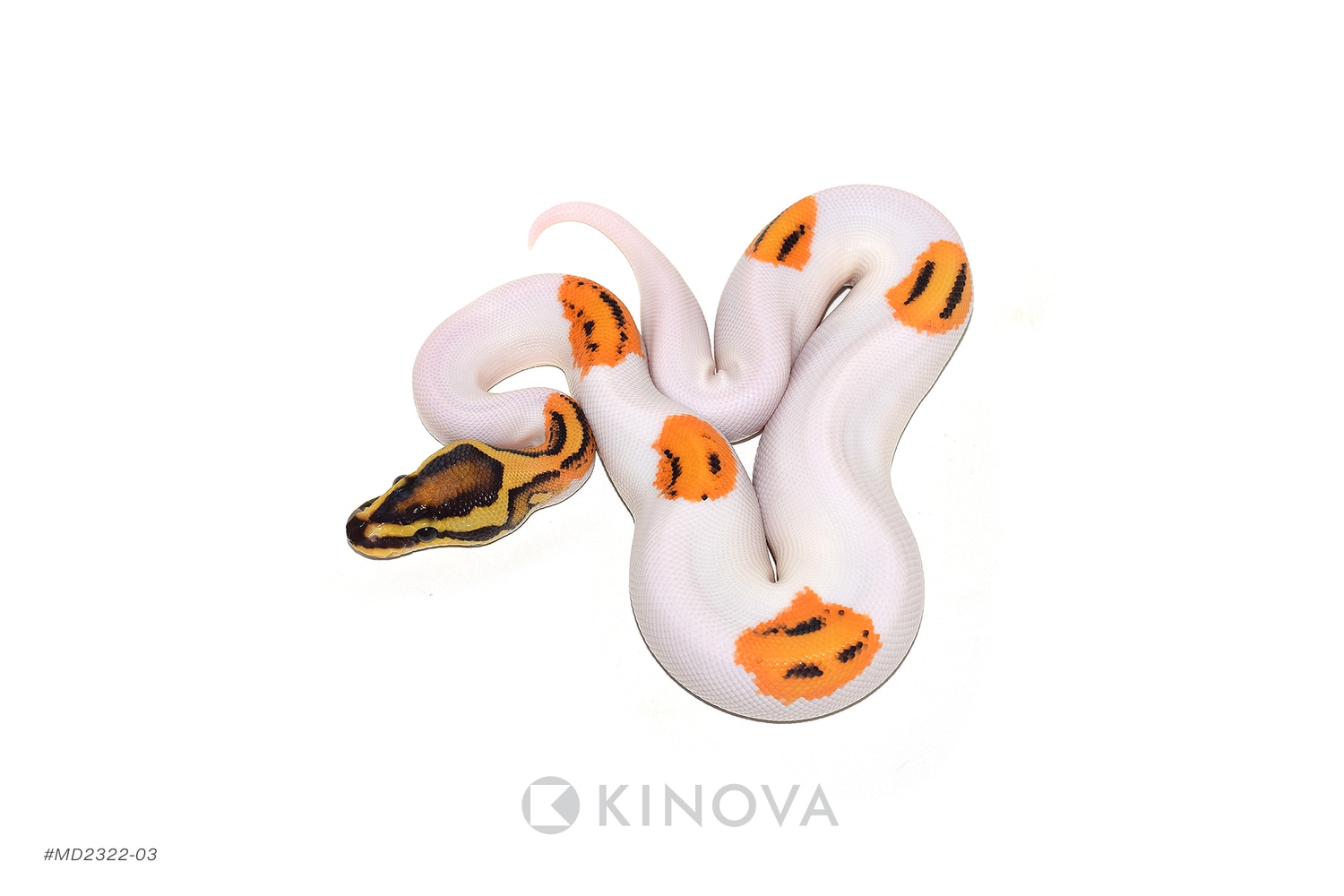 OD YB Fire Pied Ball Python by KINOVA - MorphMarket