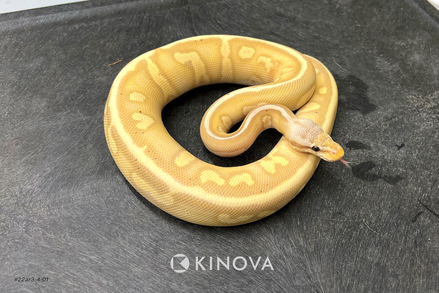 Pastel Leopard Coral Glow Stranger Ball Python by KINOVA - MorphMarket
