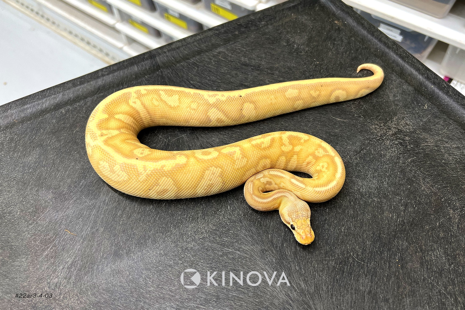 Pastel Leopard Coral Glow Stranger Ball Python by KINOVA - MorphMarket