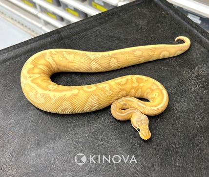 Pastel Stranger Clown 50% Het Monsoon Ball Python by KINOVA - MorphMarket