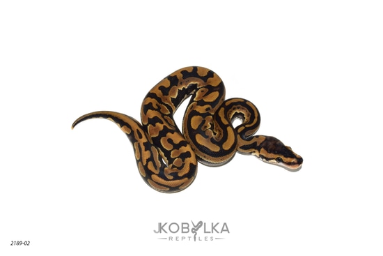 Confusion Puzzle Ball Python by KINOVA
