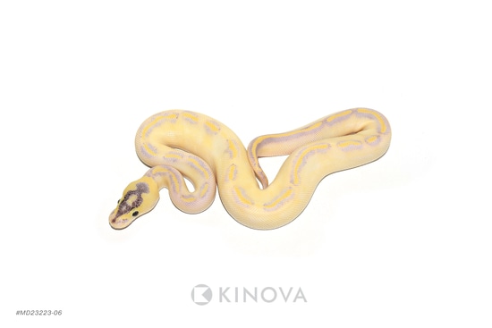 Pastel Enchi Leopard Ivory Dbl Het Clown Pied Ball Python by KINOVA