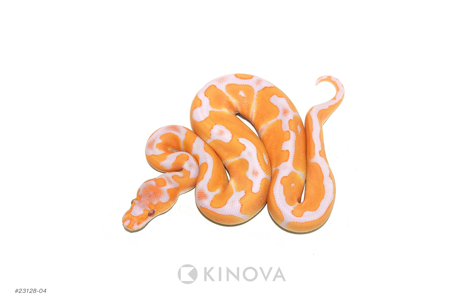 Grail Ball Python by KINOVA - MorphMarket