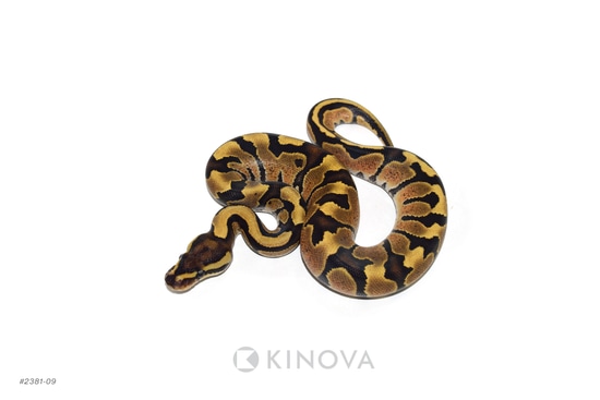Fire Peach Ball Python by KINOVA