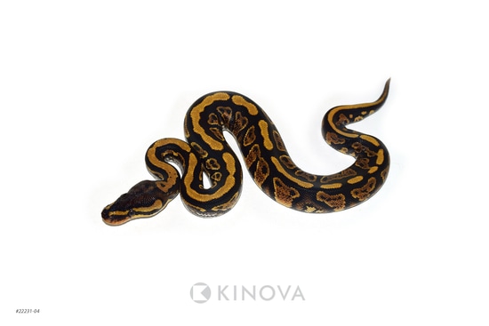 Pixel Ball Python by KINOVA