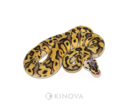 Black Pastel Chocolate Wookie YB Clown Ball Python by KINOVA - MorphMarket