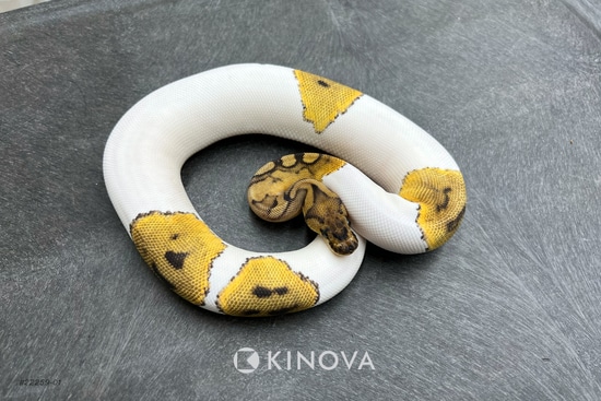 Blackhead Clown Pied Het Lavender Ball Python by KINOVA