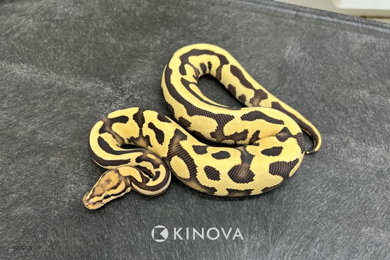 Fire Leopard Desert Ghost Het G-Stripe Het Cryptic Ball Python by KINOVA