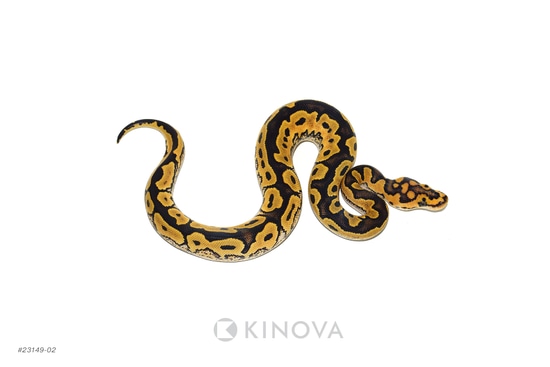 White Lace Clown (Possible YB) Ball Python by KINOVA